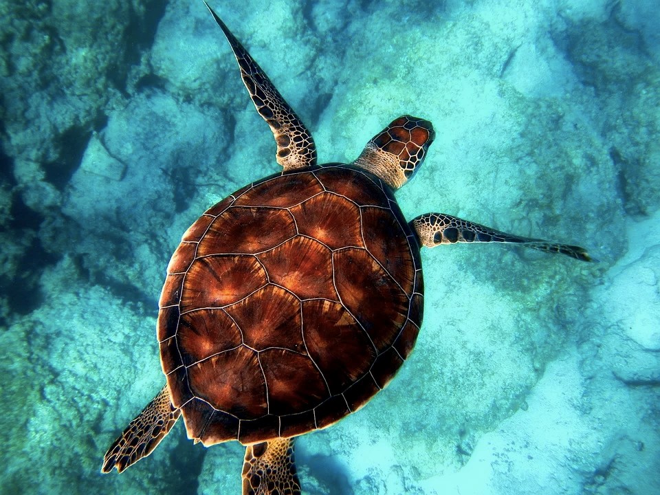 Quelles sont les tortues marines de Méditerranée? | Marineland